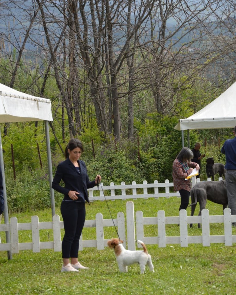 Esposizione Internazionale di Rende (CS) del 19 Maggio 2019, Giudice ...